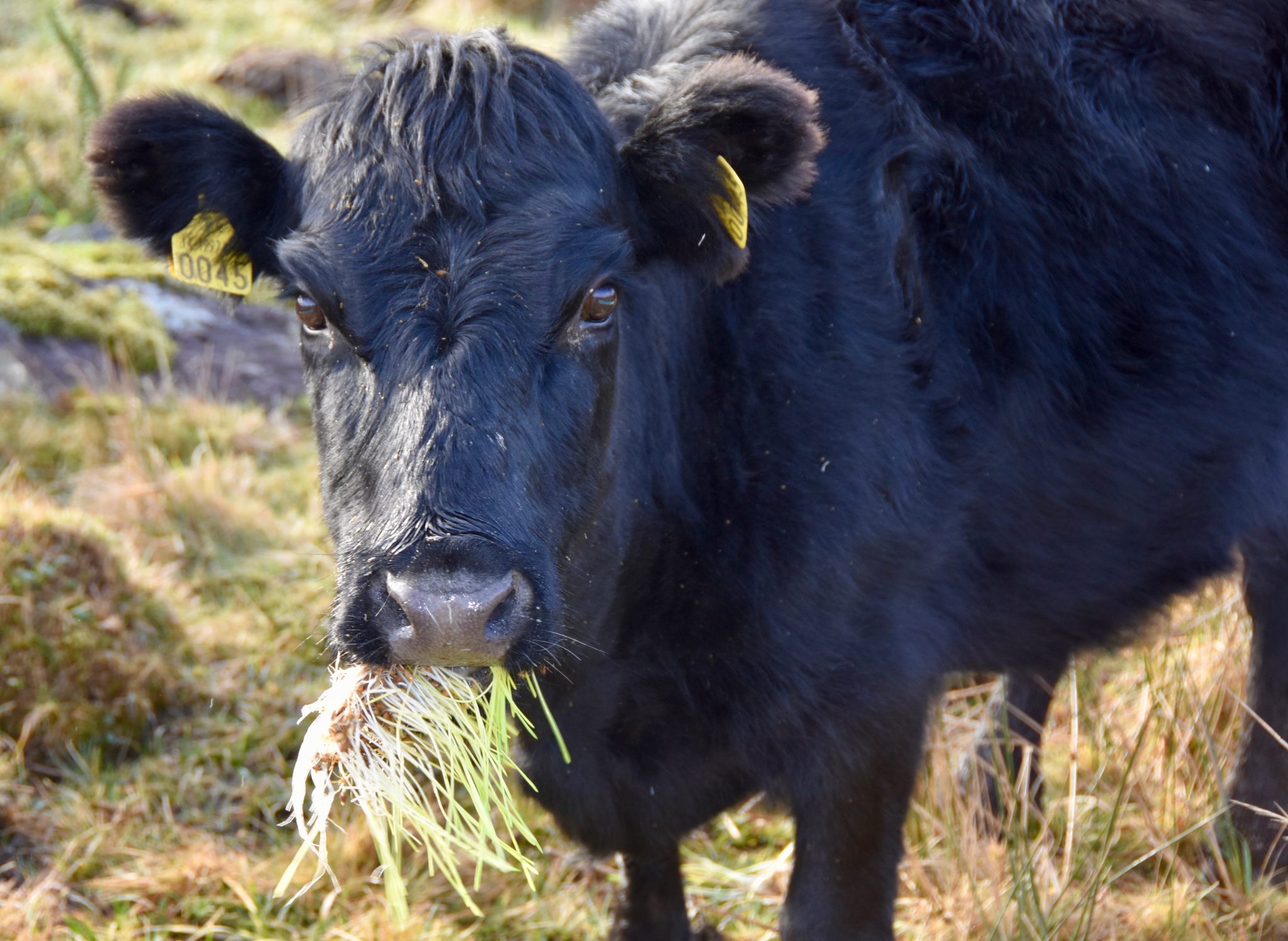 Dexter Cattle - Derry Duff